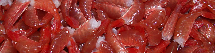 Spot Prawn - Vancouver, BC | Swallow Tail Culinary Adventures