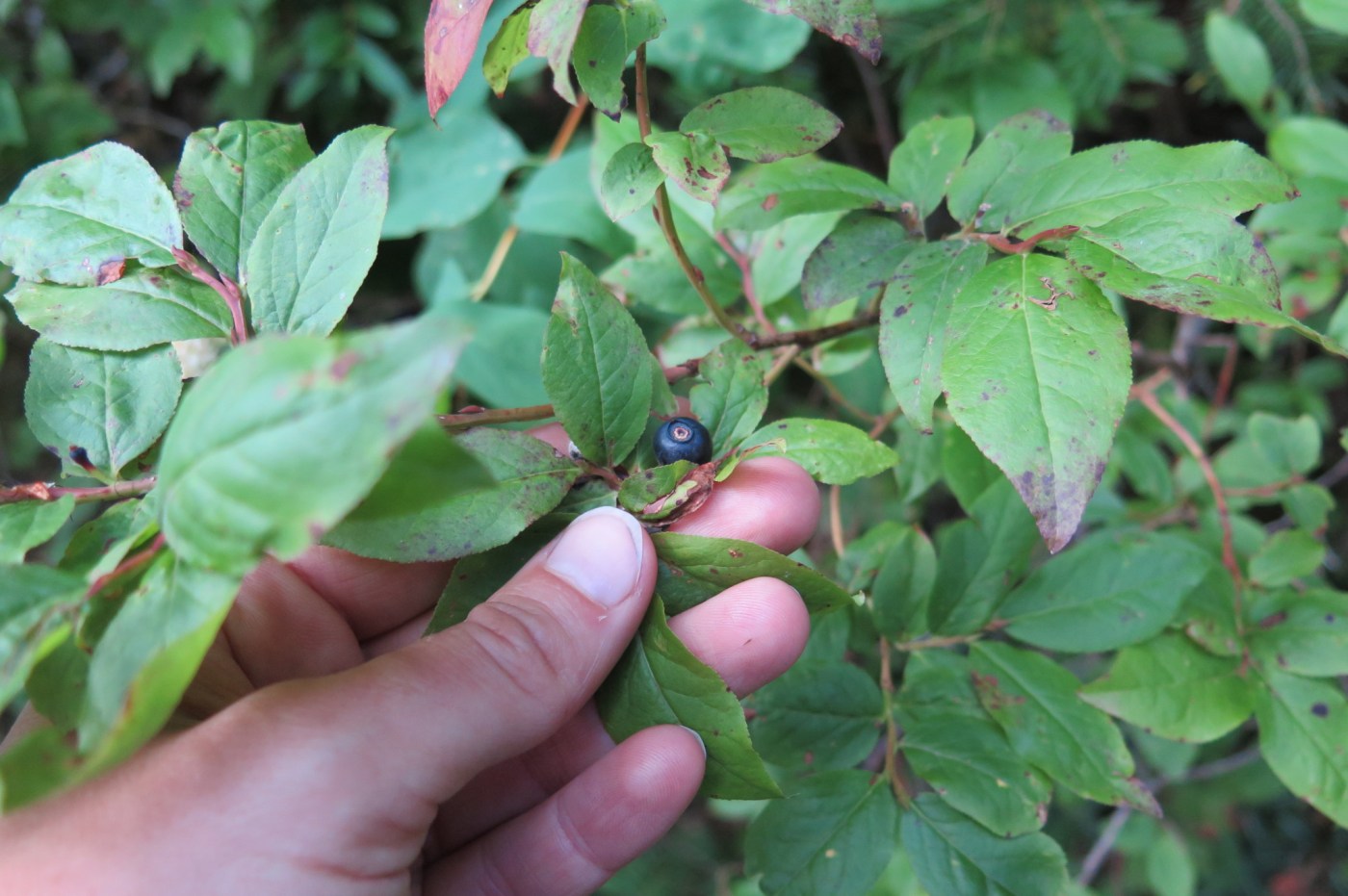 Grouseberries - Vancouver, BC | Swallow Tail Culinary Adventures