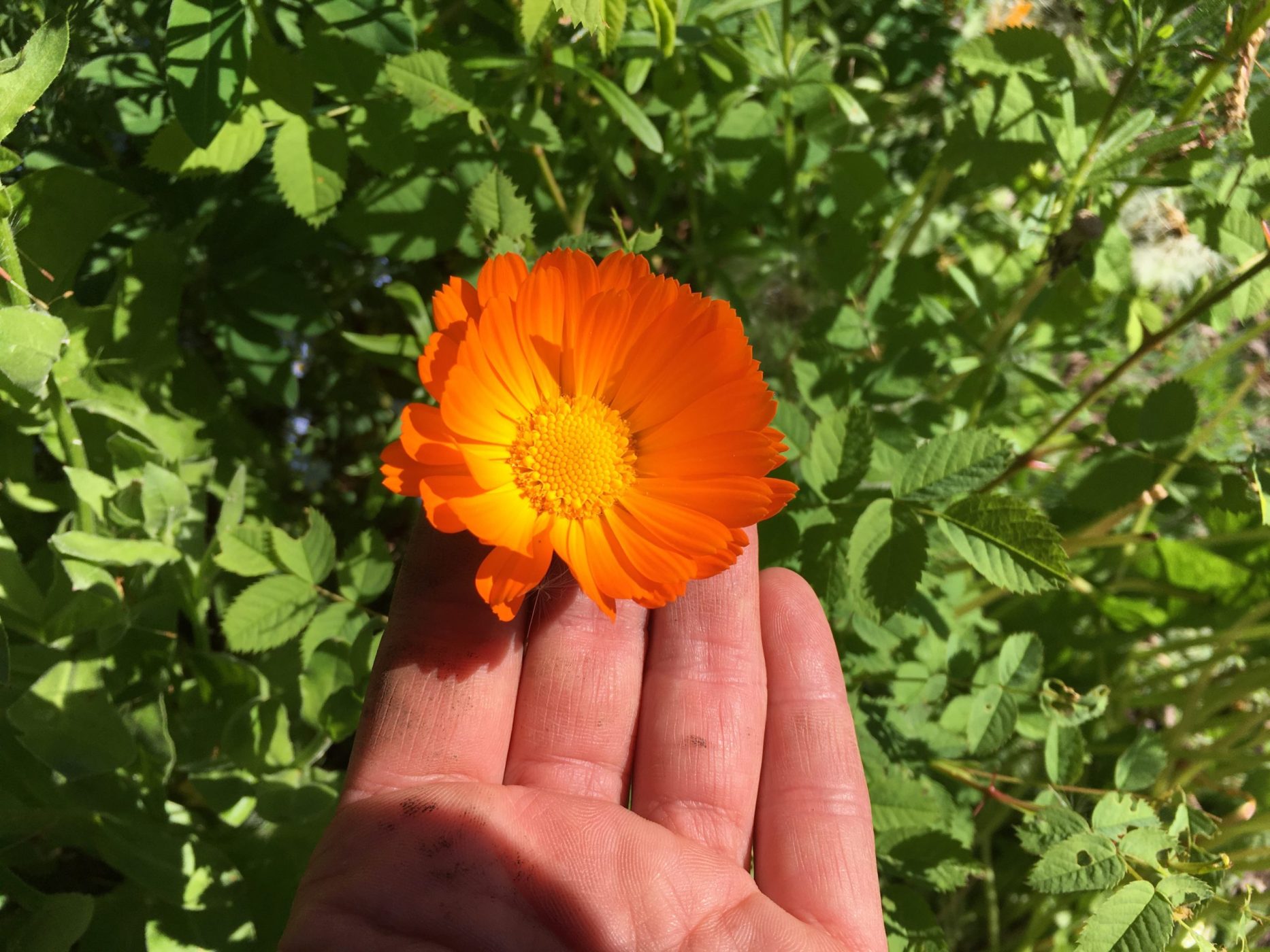 Edible Medicinal Plants in Vancouver, BC | Swallow Tail