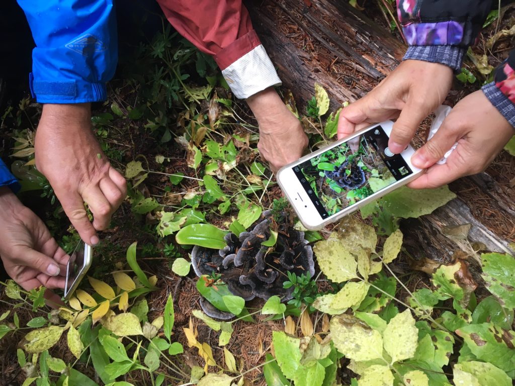 Virtual Foraging Survival in Vancouver, BC | Swallow Tail