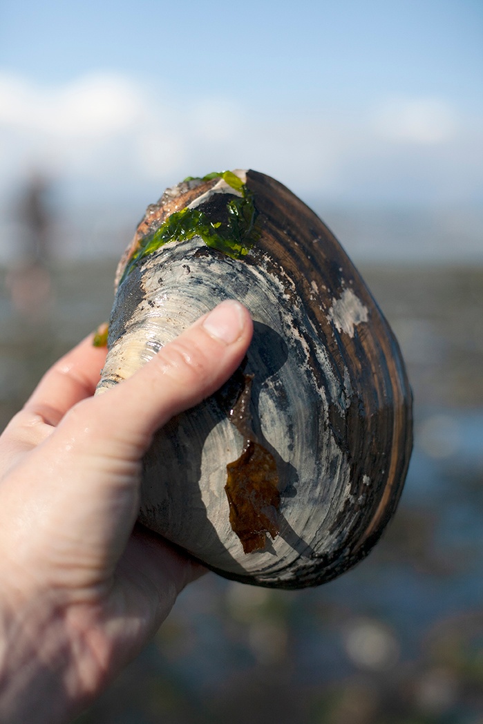 Clam Dig & Cookout | Swallow Tail Culinary Adventures