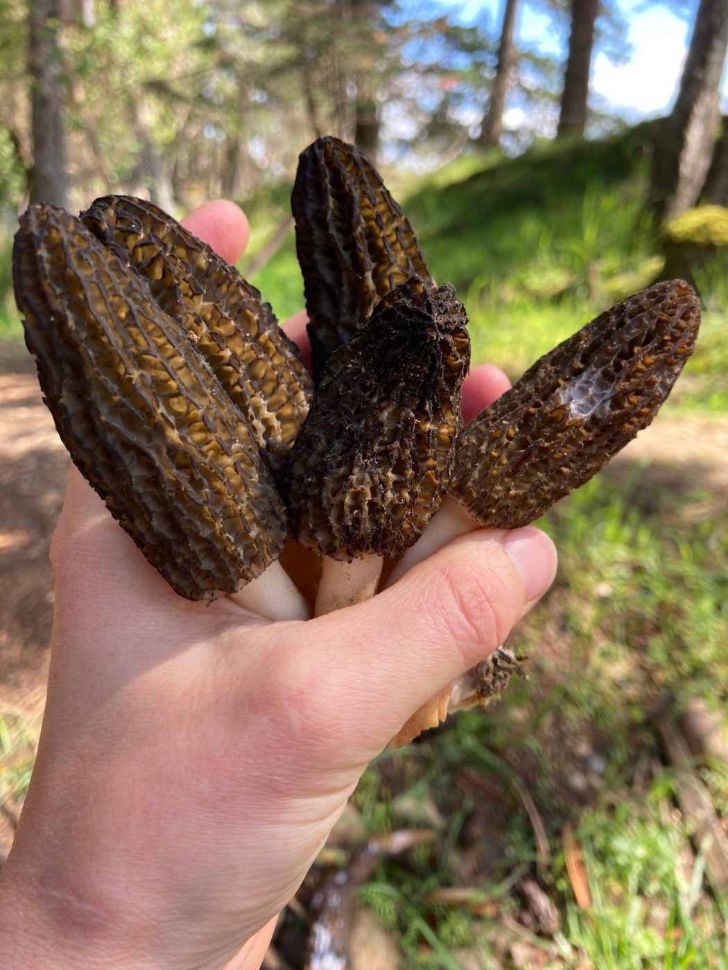 Morel Mushroom Dinner | Swallow Tail Supper Club